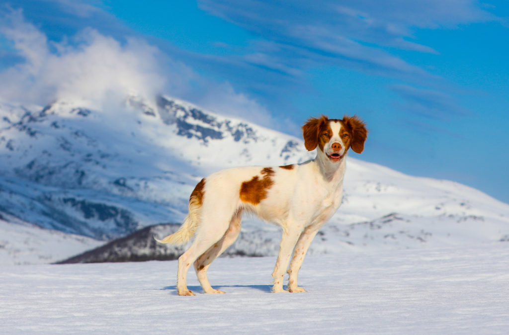 Årets Bretoner 2022 | Norsk Breton Klubb