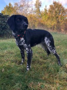 Oversikt over gjennomførte parringer | Norsk Breton Klubb