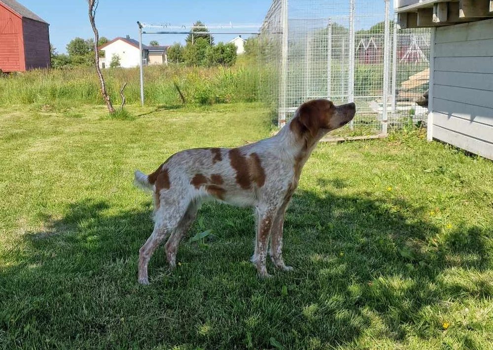 2x1UK Apport til Vinterfjellets KB Multe | Norsk Breton Klubb